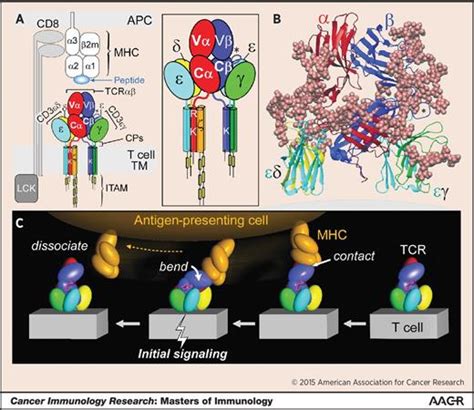 αβ Tcr Mediated Recognition Relevance To Tumor Antigen Discovery And