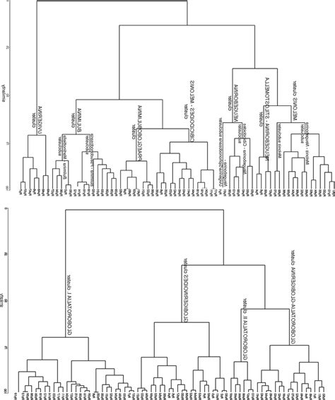 hierarchical tree obtained by cluster analysis using ward