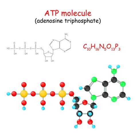 Atp Molecule Animation
