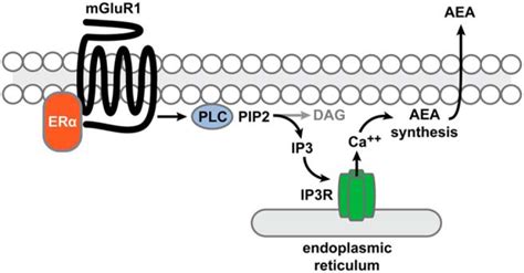 Sex Differences In Molecular Signaling At Inhibitory Synapses In The