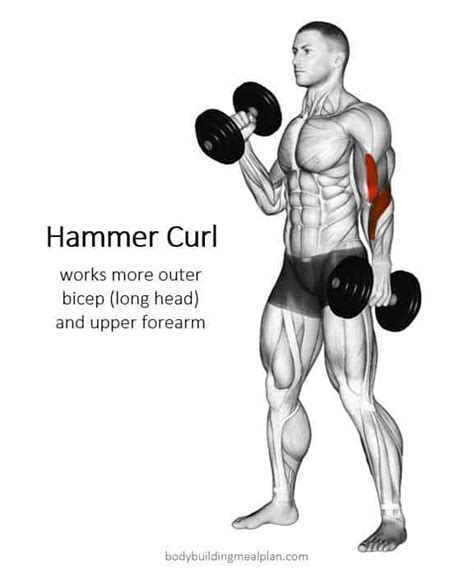 Hammer Curls Vs Bicep Curls Which Is Better