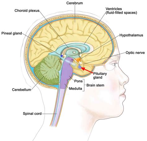 Pituitary Adenoma Causes Symptoms Diagnosis Treatment And Prognosis
