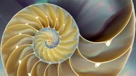 fibonacci trading strategy unofficed