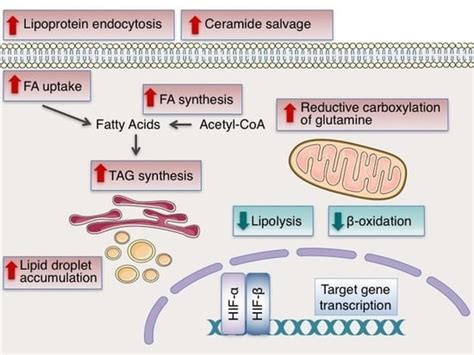 Cells Free Full Text Hypoxia Inducible Factors And The Regulation