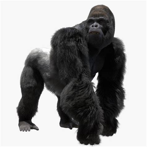 Gorilla 3d Models For Download Turbosquid