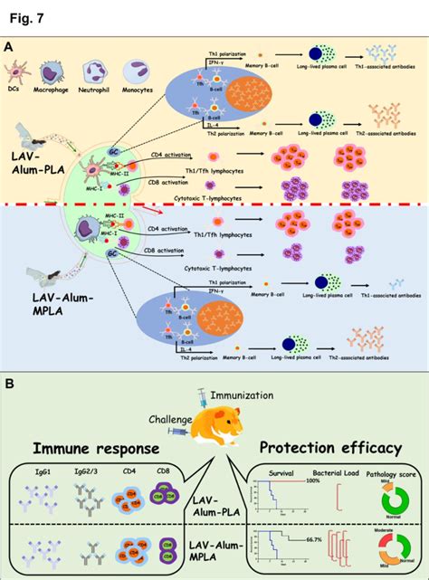 Schematic Representation Depicting The Difference In Immune Response