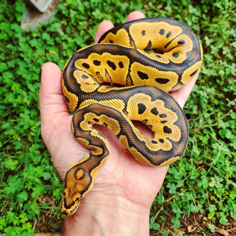 lace clown pos blade ball python by rehker reptiles