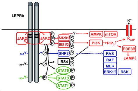 Intracellular Signal Transduction Pathways Regulated By Leprb The