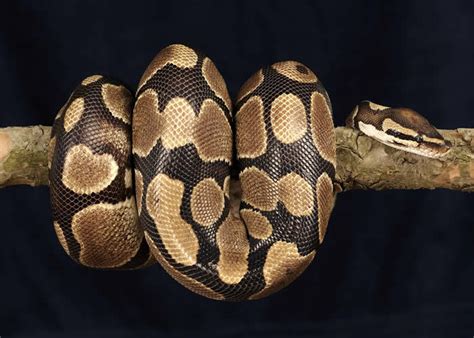 ball python audubon sharon