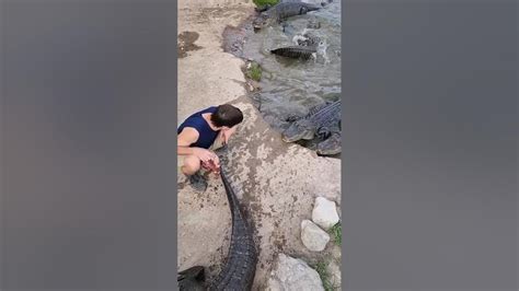 Feeding Alligators Shorts Gators Youtube