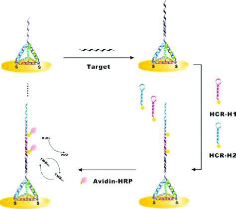 Schematic Illustration Of Electrochemical Dna Detection Probes Are