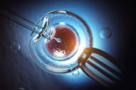 How Long Does It Take For Sperm To Reach The Egg