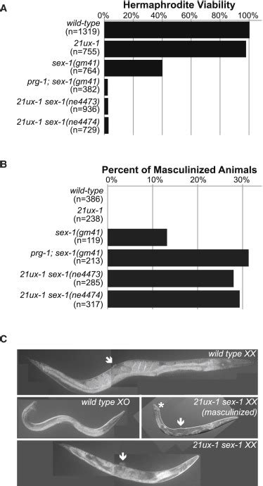 a sex chromosome pirna promotes robust dosage compensation and sex