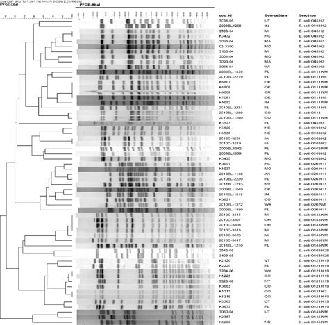 figure 2 from multiple locus variable number tandem repeat analysis for