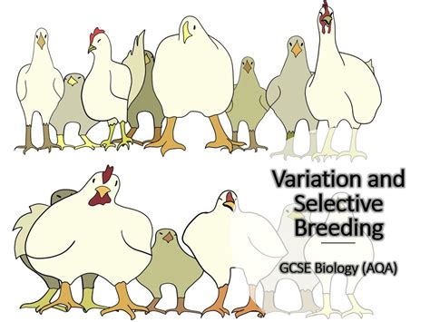 Variation And Selective Breeding Gcse Biology Aqa Teaching Resources