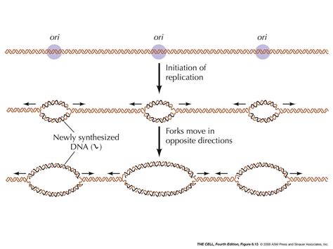 Origin Of Replication Sequence