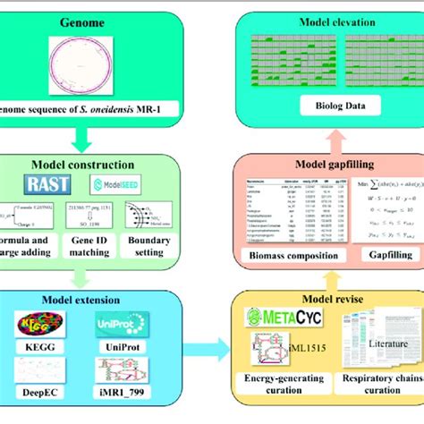 Workflow Of The Genome Scale Metabolic Network Reconstruction Process