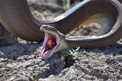 in photos python regurgitates another python almost the same size as