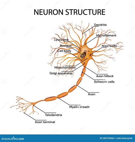 Structure Of A Neuron Vector Illustration Stock Vector Illustration