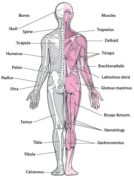 Muscles Bone Joint And Muscle Disorders Merck Manuals Consumer