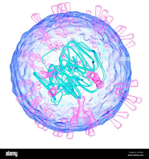 Herpes Genital Fotografías E Imágenes De Alta Resolución Alamy