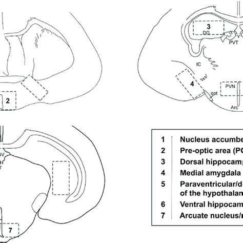 pdf sex and brain region specific patterns of gene