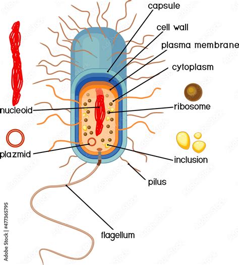 Bacterial Cell Structure Prokaryotic Cell With Nucleoid Flagellum