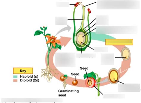 Simplified Angiosperm Life Cycle Diagram Quizlet
