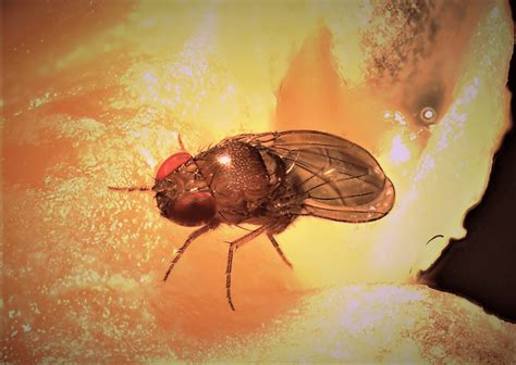 a new and unusual wolbachia bacteria from drosophila flies limited to