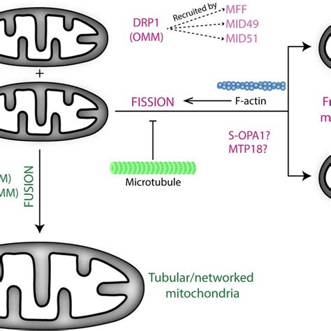 Overview Of The Players Involved In Effecting Mitochondrial Dynamics