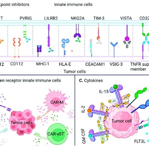 Innate Immune Cell Based Immunotherapy Innate Immunotherapies Include