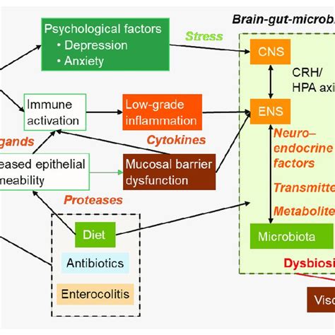 Overview Of Pathogenesis Related To Ibs Ibs Is A Multifactorial