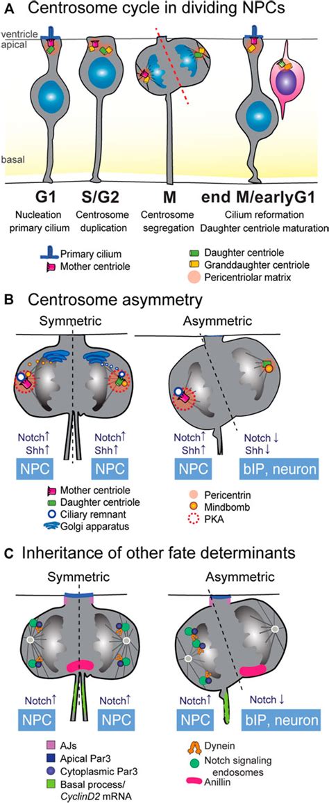 Frontiers The Symmetry Of Neural Stem Cell And Progenitor Divisions