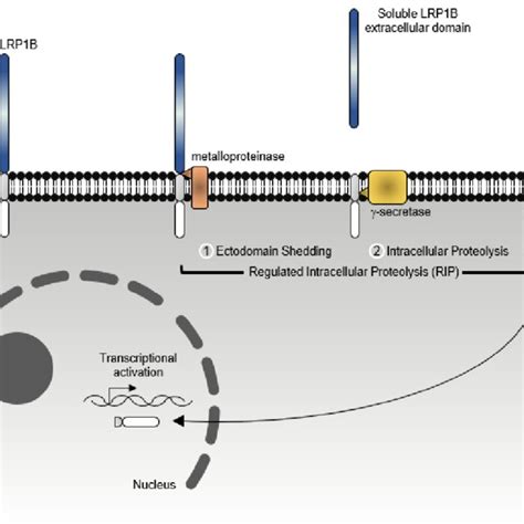 Regulated Intramembrane Proteolysis Rip Of Lrp1b Lrp1b Undergoes