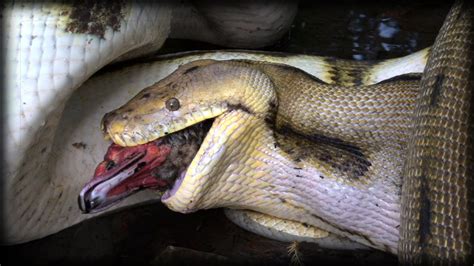 python eats duck 03 music youtube
