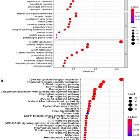 Functional Enrichment Analysis Of Degs Of Immune Genes A Biological