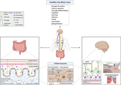 Frontiers The Gut Brain Axis How Microbiota And Host Inflammasome