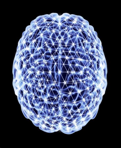 brain neural network photograph by pasieka