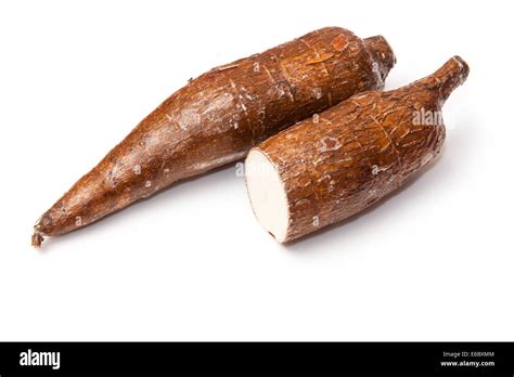 Cassava Or Yuca A Root Vegetable Used To Make Tapioca Isolated On A