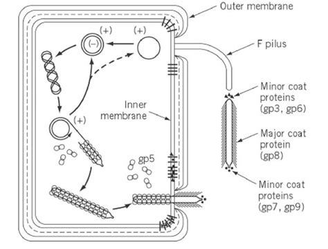 Phage Display Technology 인코덤 생물정보 전문위키