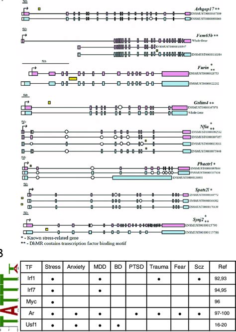 Sex Specific Stress Induced Isoform Production A Shown Are The Eight