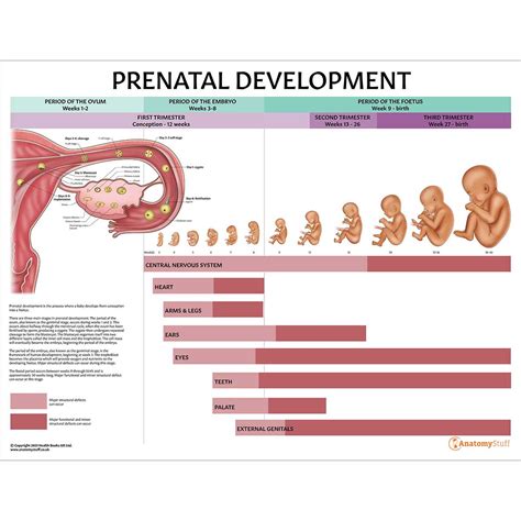 Fetal Development Timeline Week By Week