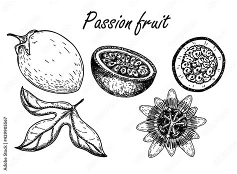 Passion Fruit Vector Drawing Set Sketch Passionfruit With Slices Hand