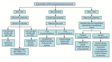 anemia understanding the concepts