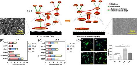 Effect Of Sfrp4 In Different Samples On The Wnt Signaling Pathway At 3