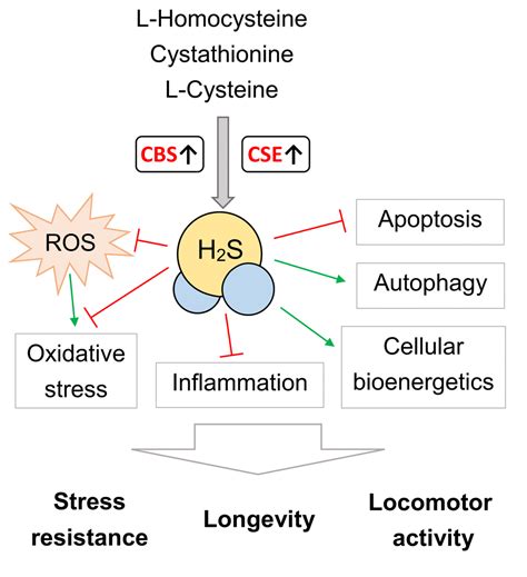 Overexpression Of Cbs And Cse Genes Affects Lifespan Stress Resistance