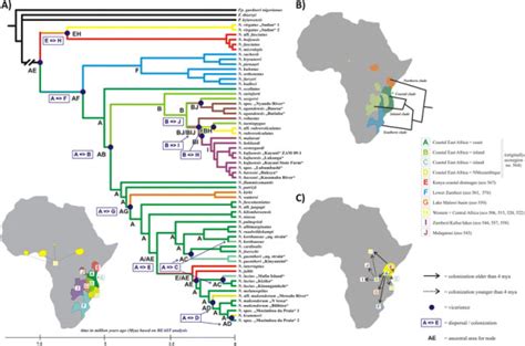 Results Of Biogeographic Analysis Historical Biogeography