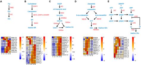 Figure 3 From Transcriptome Analysis Of Developing Wheat Grains At