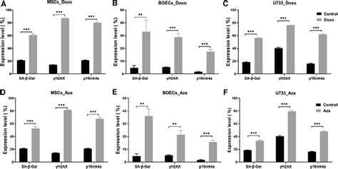 Quantification Of Senescence Level In Doxo And Aza Treated Cells By