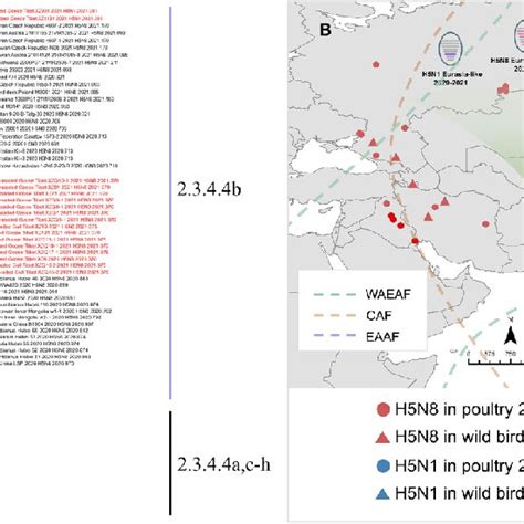Pdf Highly Pathogenic Avian Influenza A H5nx Virus Of Clade 2 3 4 4b
